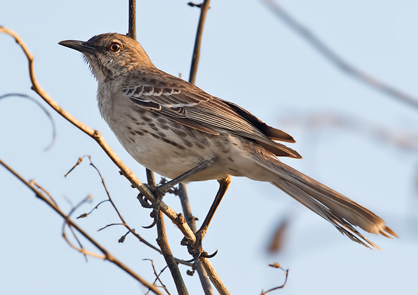 Lost in BIrding: Welcome to Hell!...JAMAICA (24th March)