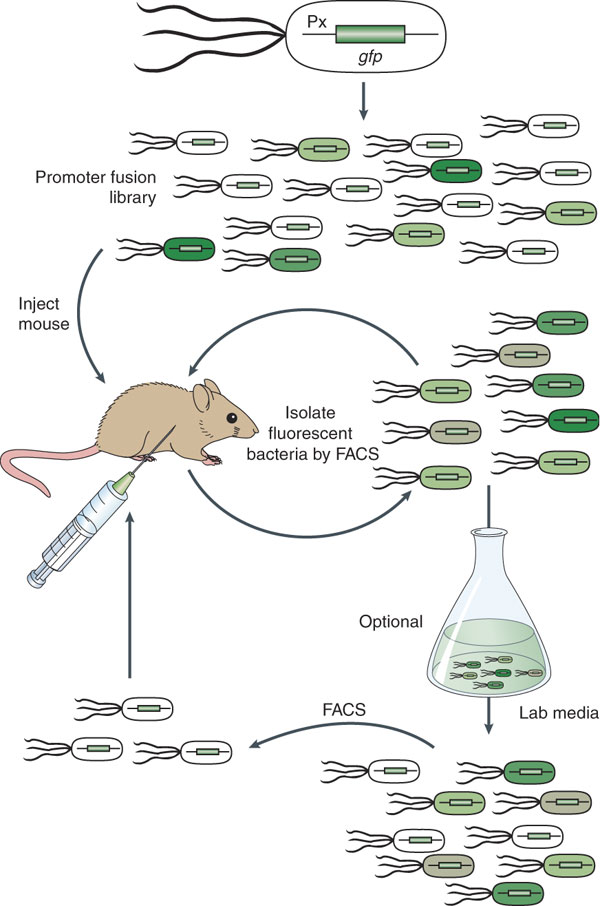 c'est les microbes: Illuminating virulence