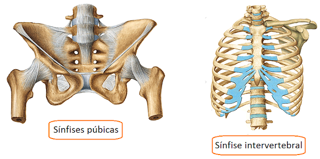 Resumos de Odonto: 3) Sistema articular