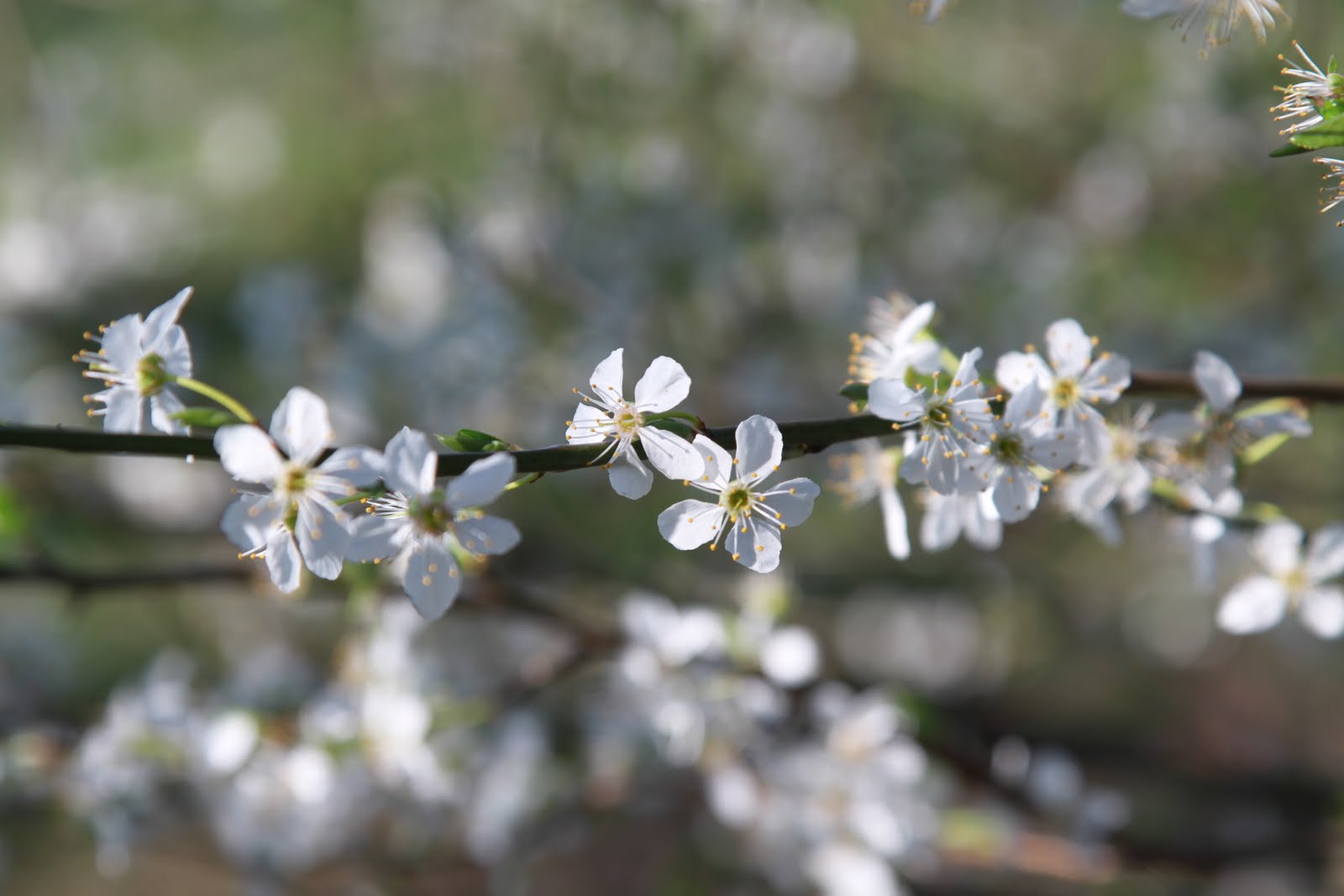 Flores para María: Una flor de María para Teresa