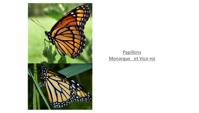 LE MIMÉTISME: Introduction