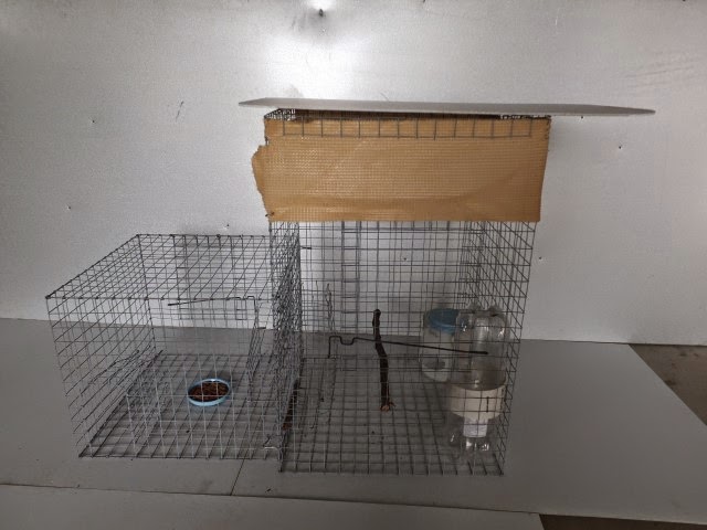 Clarence Valley Conservation in Action Landcare: Modified PeeGee trap ...