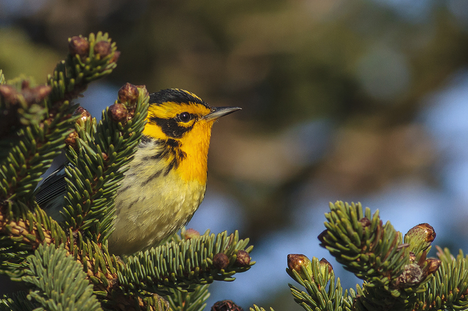 South Shore Birder: Brier Island Warblers