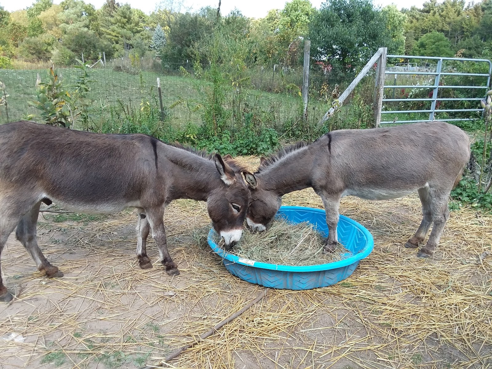 My Miniature Donkeys: Fermented Grain and A Swimming Pool