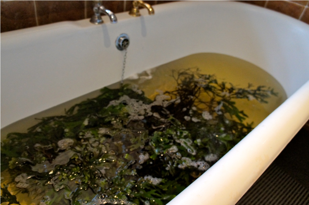 5 Seaweed Products Processed by Seaweed Producers - Fresh Seaweed ...