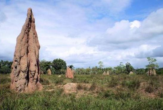 MERAUKE KOTA RUSA: Mengenal Kabupaten Merauke