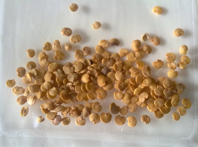 Cerita Cucuk Tanam: Biji Benih