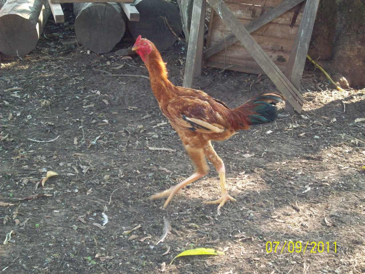 Canil Angel´s Ranch Rottweilers: Galo Índio Gigante - Cerquilho/SP