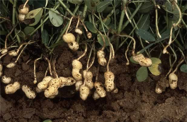 WHERE DO PEANUTS COME FROM? |The Garden of Eaden