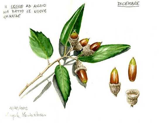 Angela Maria Russo: LECCIO - Qurcus ilex