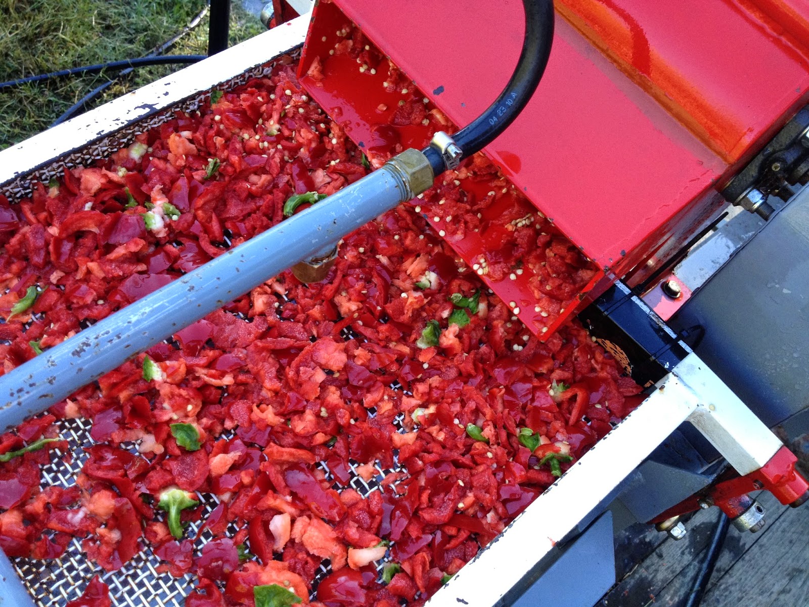 Seed Revolution Now!: Red Ruffled Pimiento