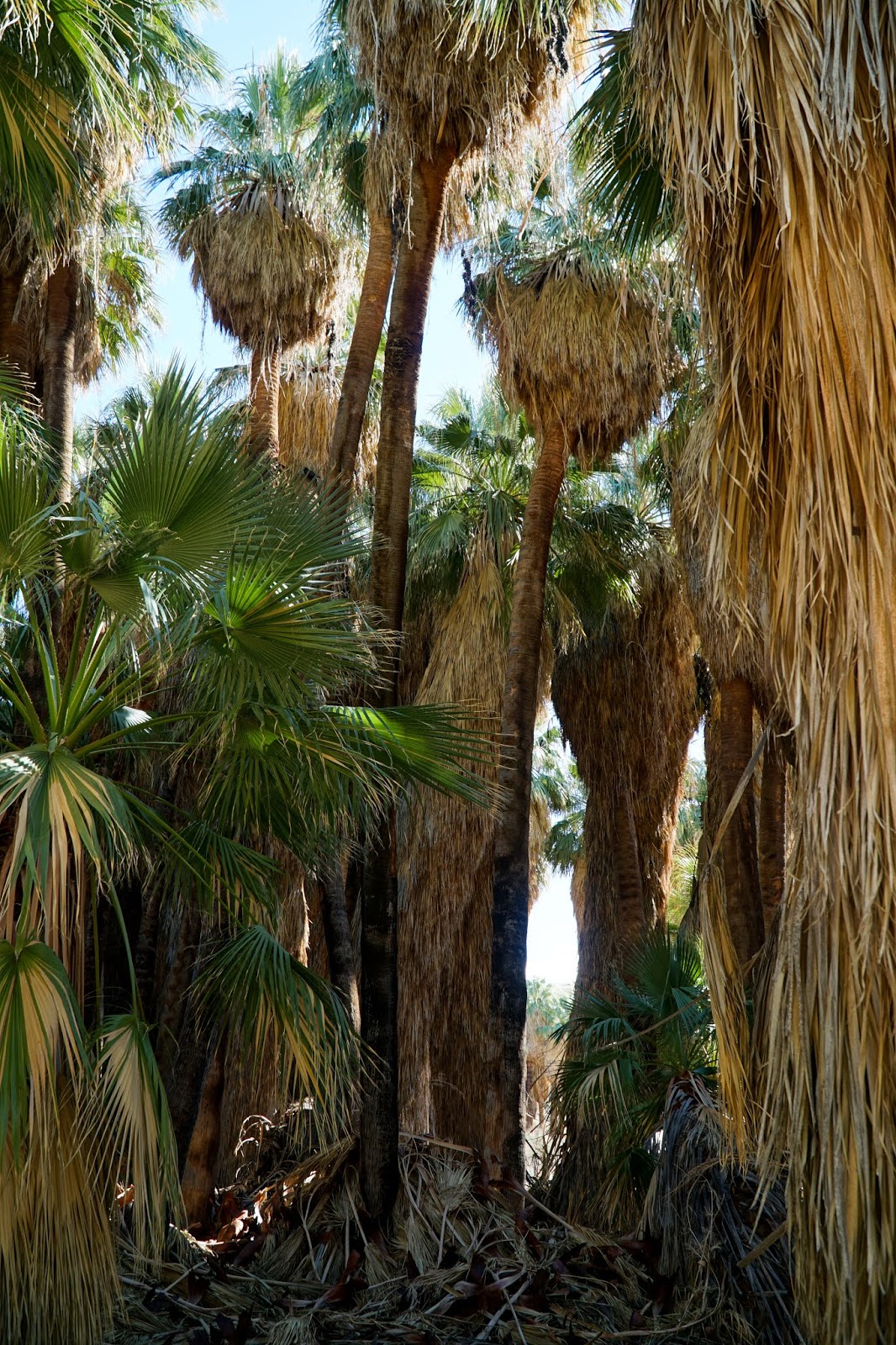 Coachella Valley Preserve - Thousand Palms Oasis Preserve