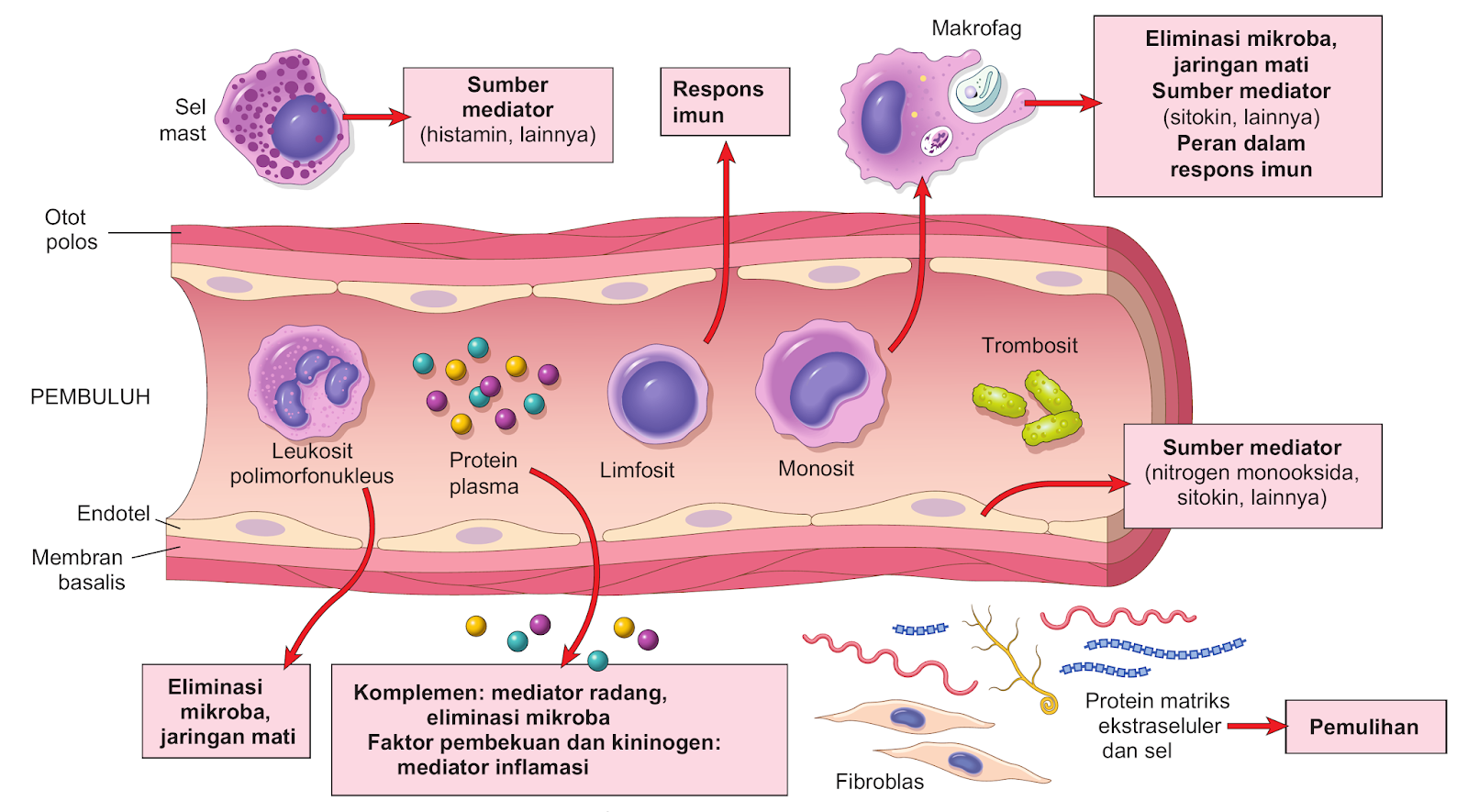 E3NCloud: Proses Radang dan Penyembuhan Jaringan