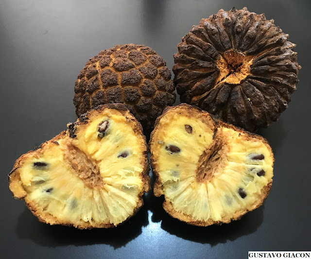 Viveiro Ciprest - Plantas Nativas e Exóticas: Marolo do Cerrado ...