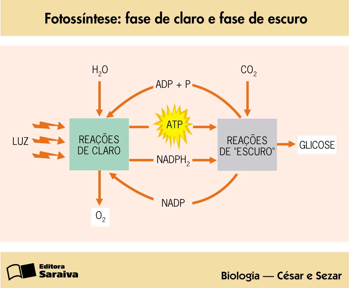 Biologia no Vestibular: Aula - Fotossíntese
