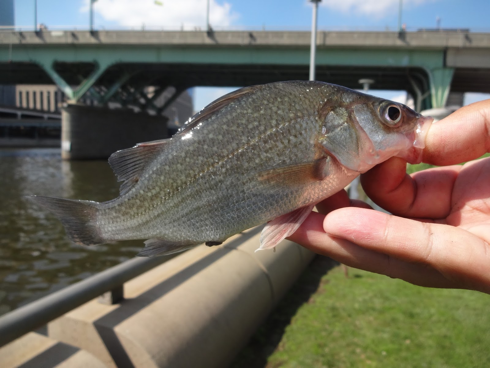 Extreme Philly Fishing: July Fishing Sessions: 07/18 - Fishing for ...