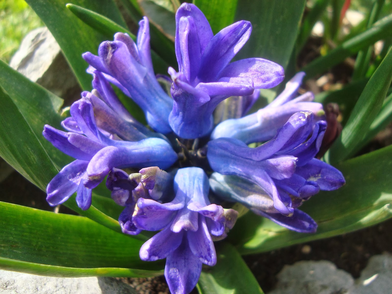 JACINTO ( Hyacinthus orientalis ) - El Jardín de Elbe