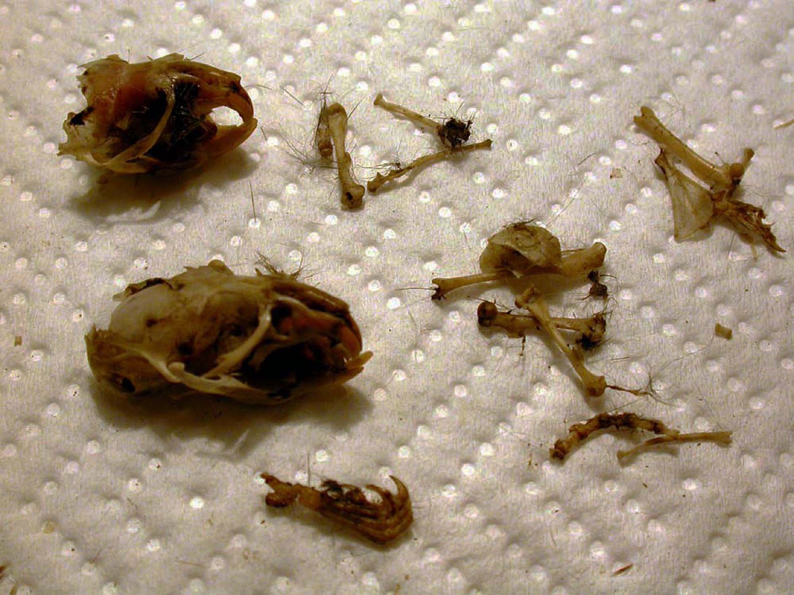 Wildlife and Landscapes: Tracks and Signs (1)