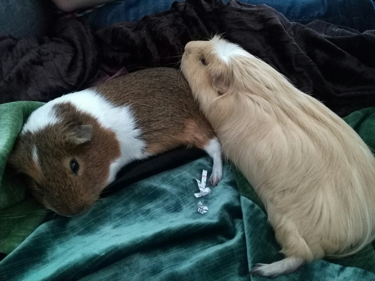 Zamorac ili Guinea Pig.: ZAMORAC ili Guinea Pig // životinjica koja će ...