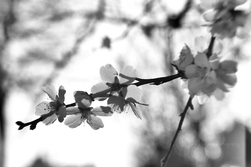 photography adventures: Black & White Spring Photos