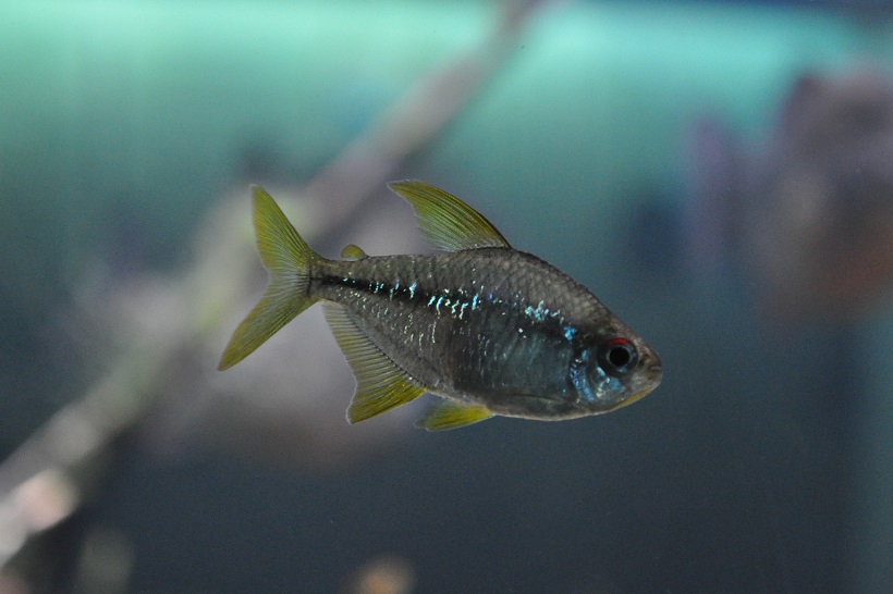 ZOOTOGRAFIANDO (6.100 ANIMALS): TETRA BRILLANTE / DIAMOND TETRA ...