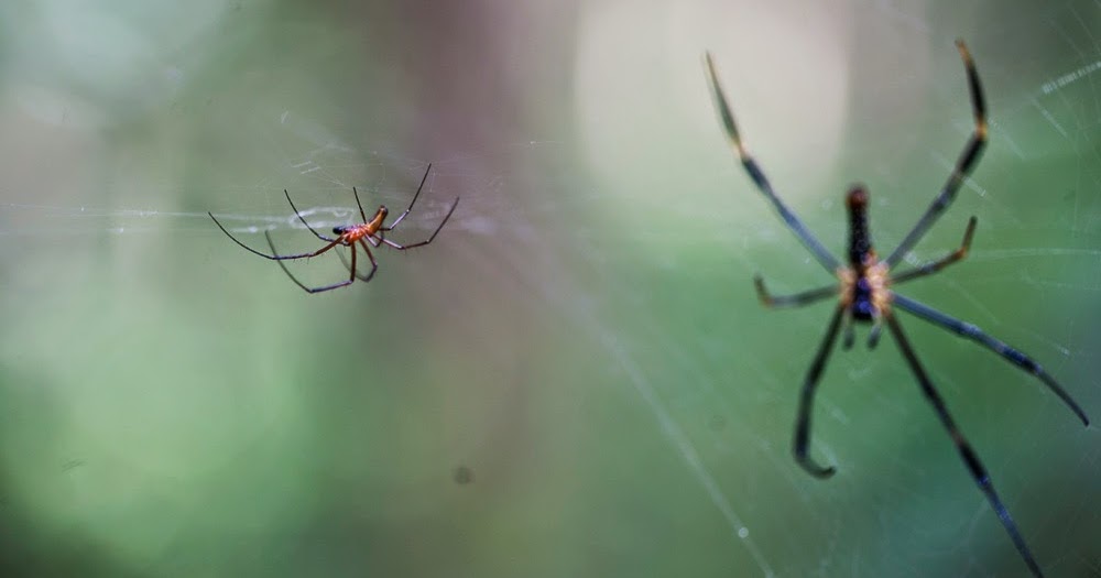 wild travels: water falls during Coorg visit