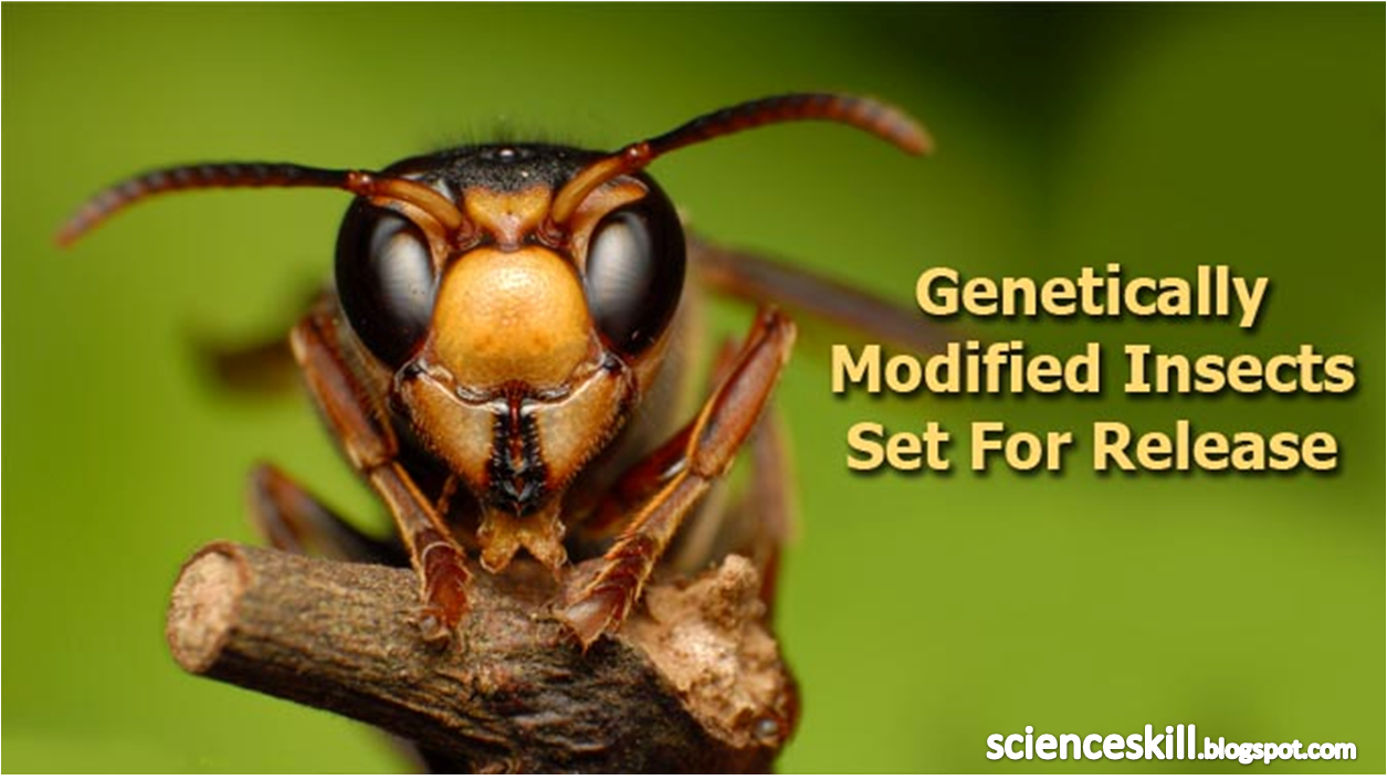 SCIENCE SKILL: Genetic Modification of Insects