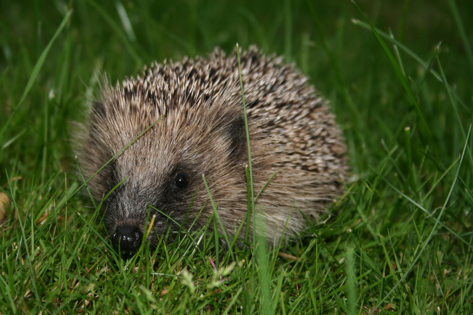 Amazing Hedgehog - Hedgehogs Facts, Photos, Information, Habitats, News ...