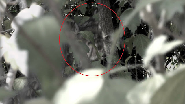 Real Dogman Or Werewolf Footage - Breakdown