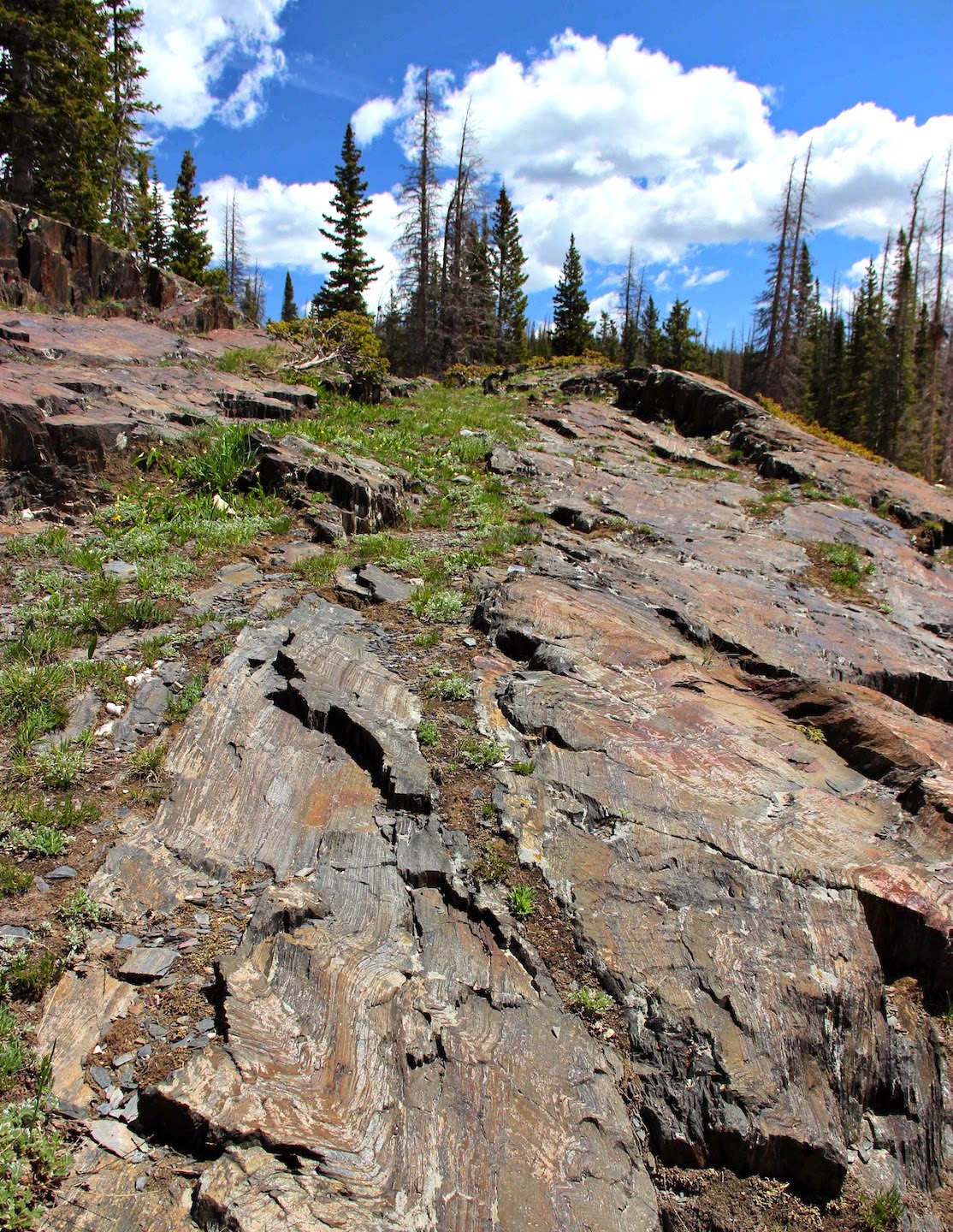 In the Company of Plants and Rocks: Shear Beauty along the Highway