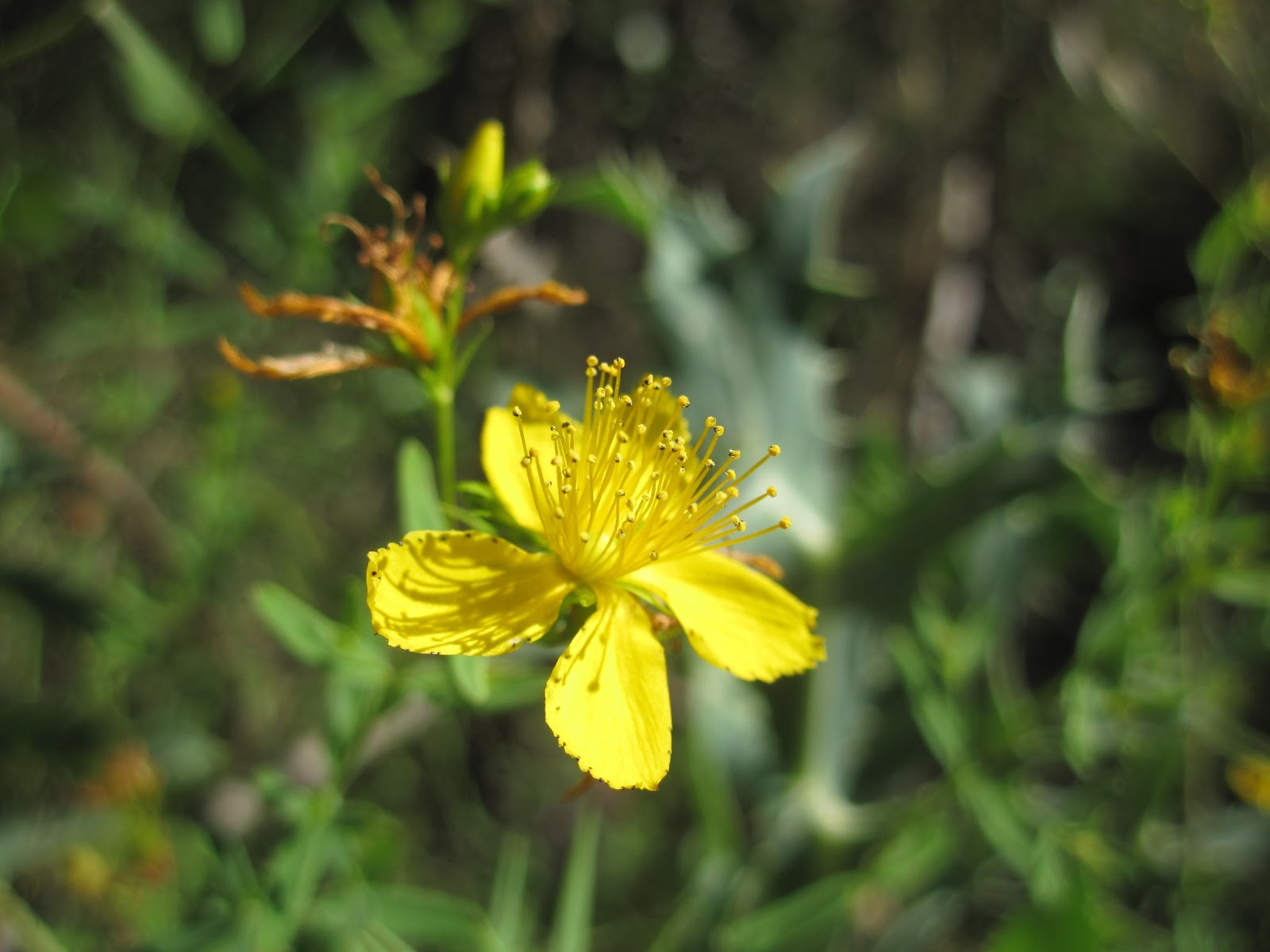 Universo Botánico: Hypericum perforatum L. (Hierba de San Juan)