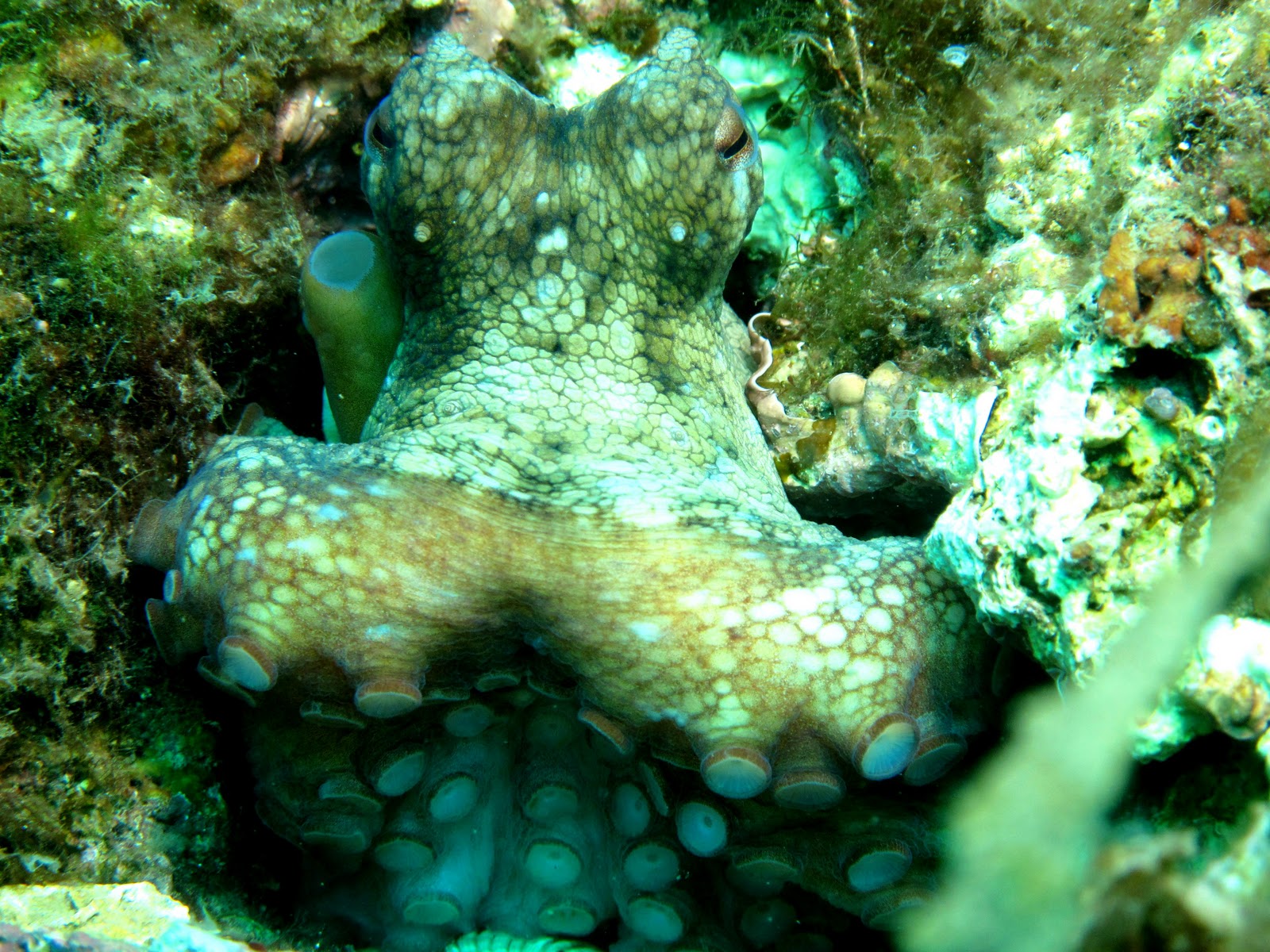 Iluminación Profunda: octubre 2011