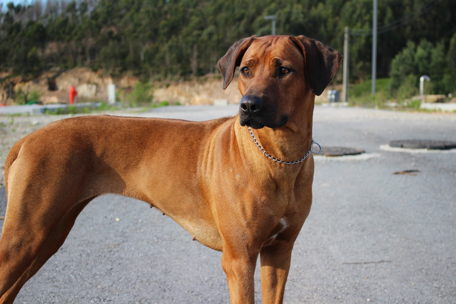 Cachorros Leão da Rodésia: Kahli
