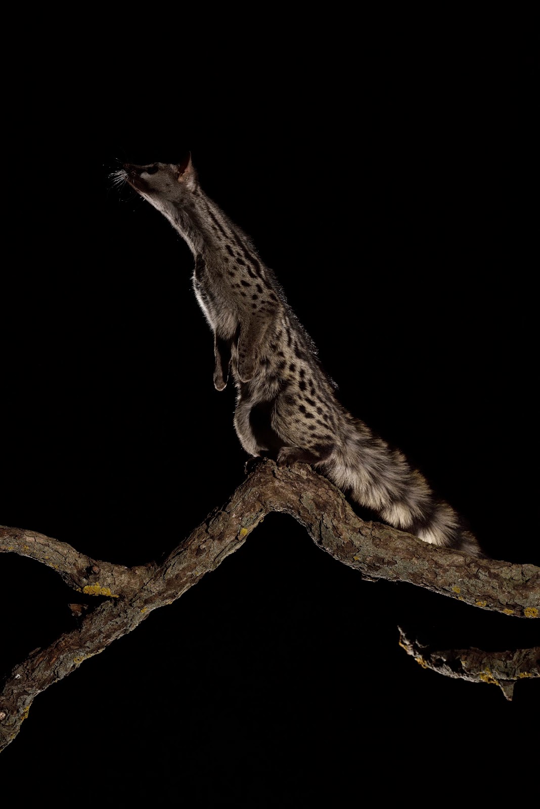 PHOTONATURE: Jineta (Genetta genetta)