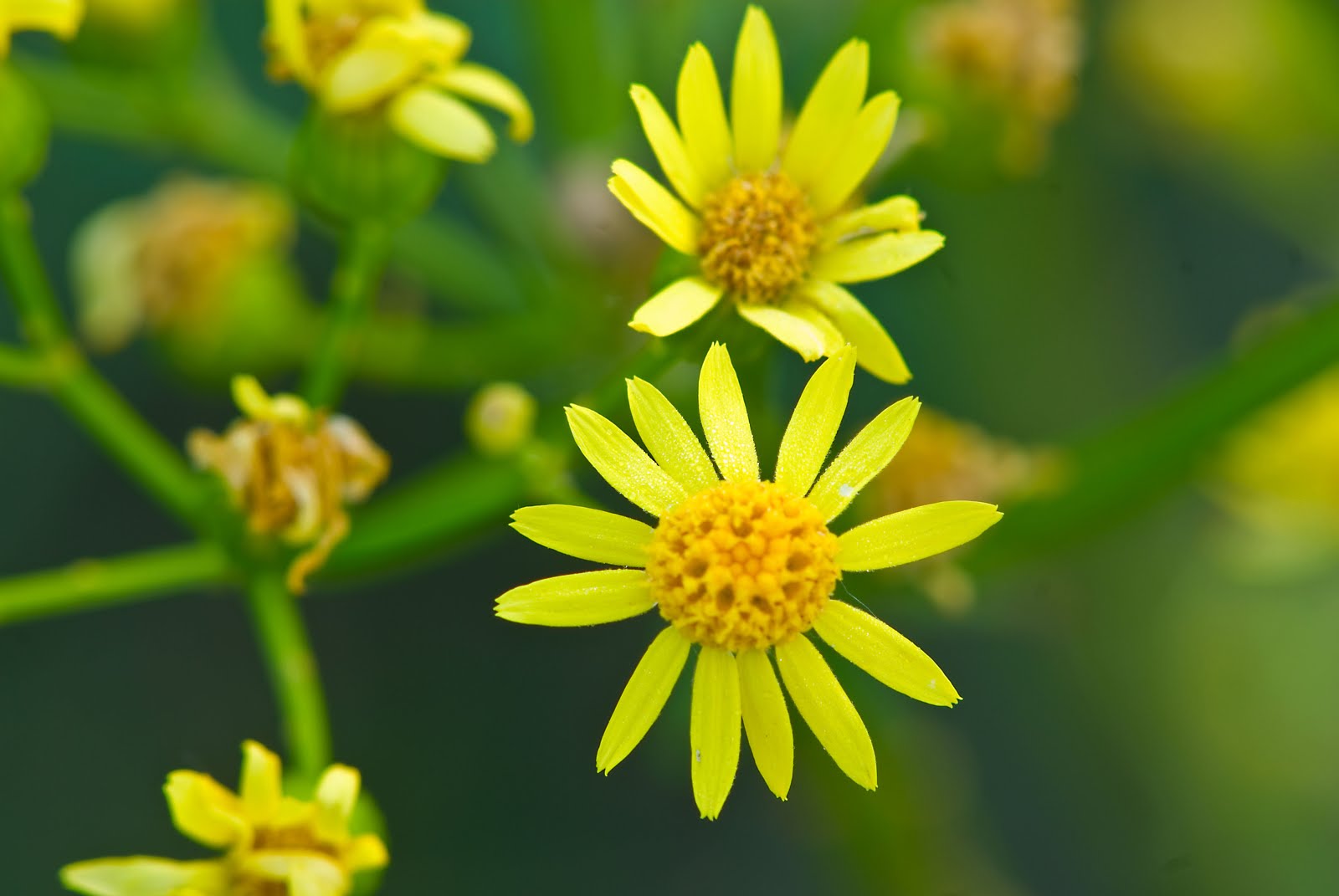 Indiana Plant A Day: Butterweed