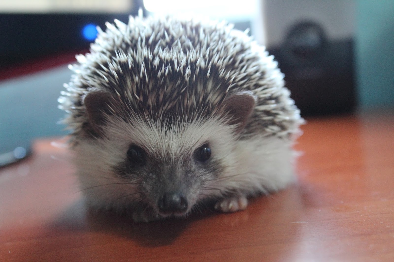 Puerco espin wallpapers