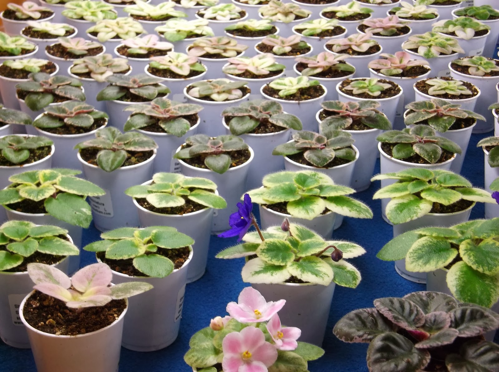 New York State of Mind: THE VIOLET BARN AFRICAN VIOLETS