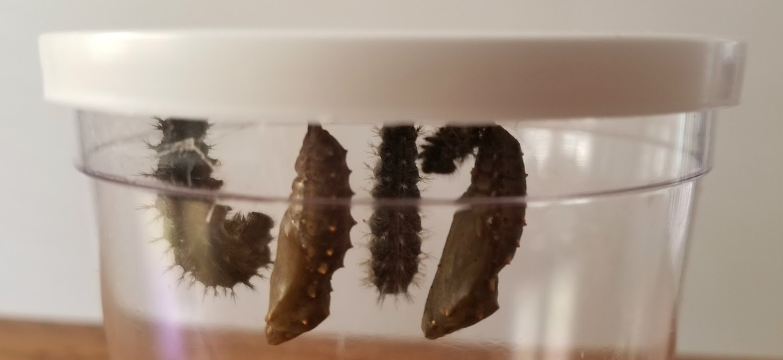 A GEEK DADDY: INSECT LORE LIVE BUTTERFLY KITS