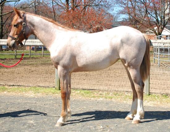 Perfect Ponies!: Wednesday Post