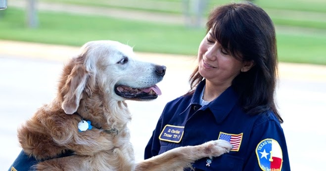 White Wolf : Last Known Living 9/11 Search & Rescue Dog Honored With ...