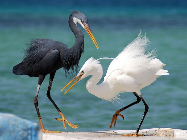 Big Birds Wallpapers - Various Bird Species