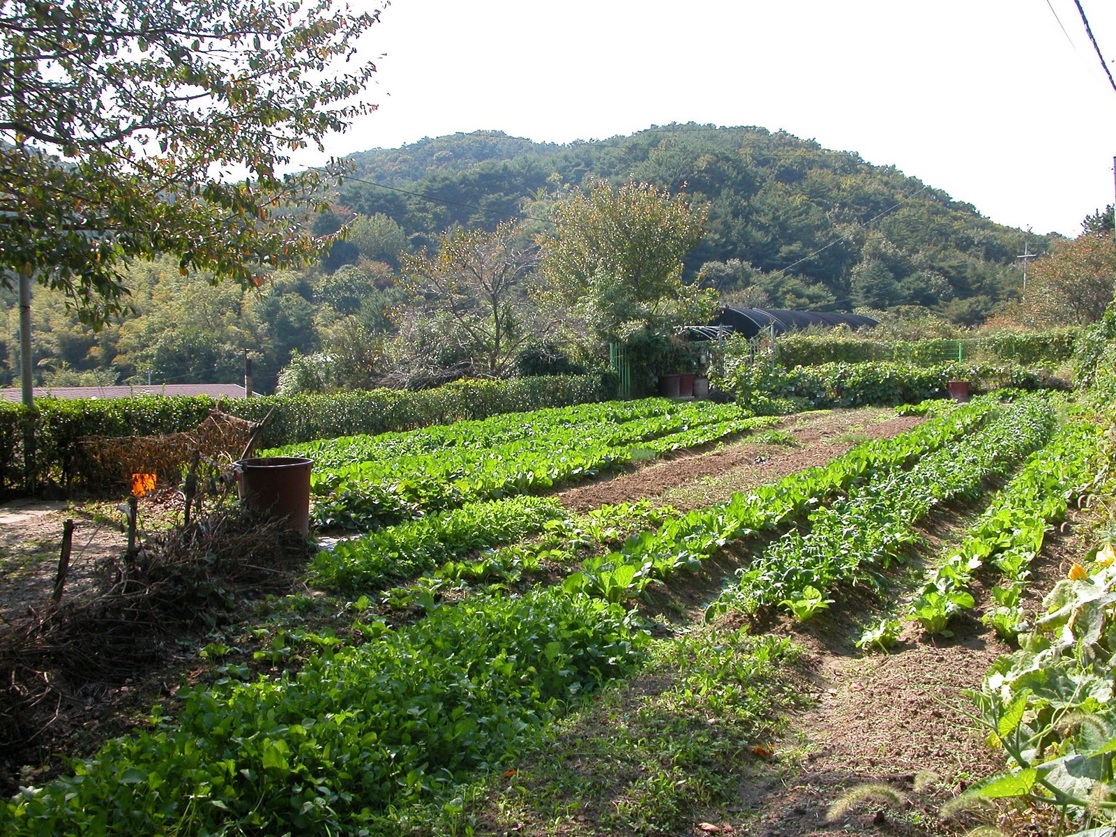 De Hanmer À Busan: Late Autumn Crops in Korea