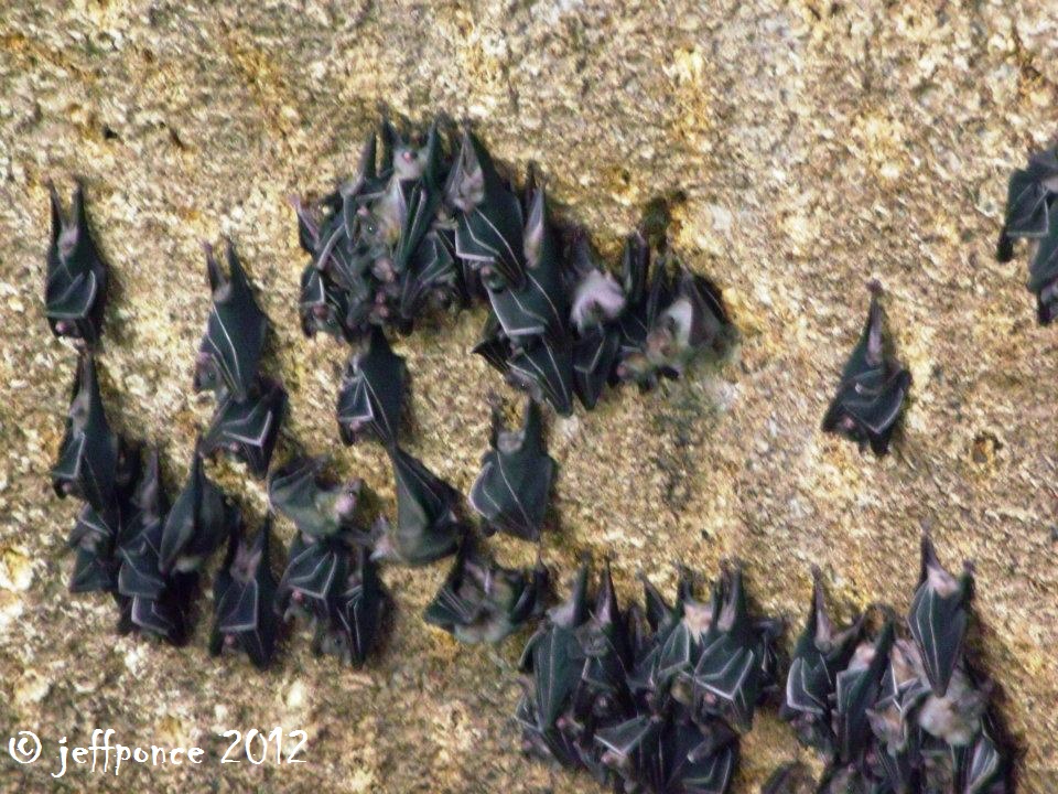 Bisayang Manlalakbay around the Philippines: Monfort Bat Cave Sanctuary ...