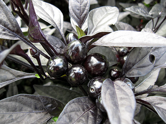 Garden Faerie's Musings