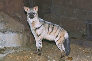 Aardwolf Animals | Amazing Facts & Latest Pictures | All Wildlife ...