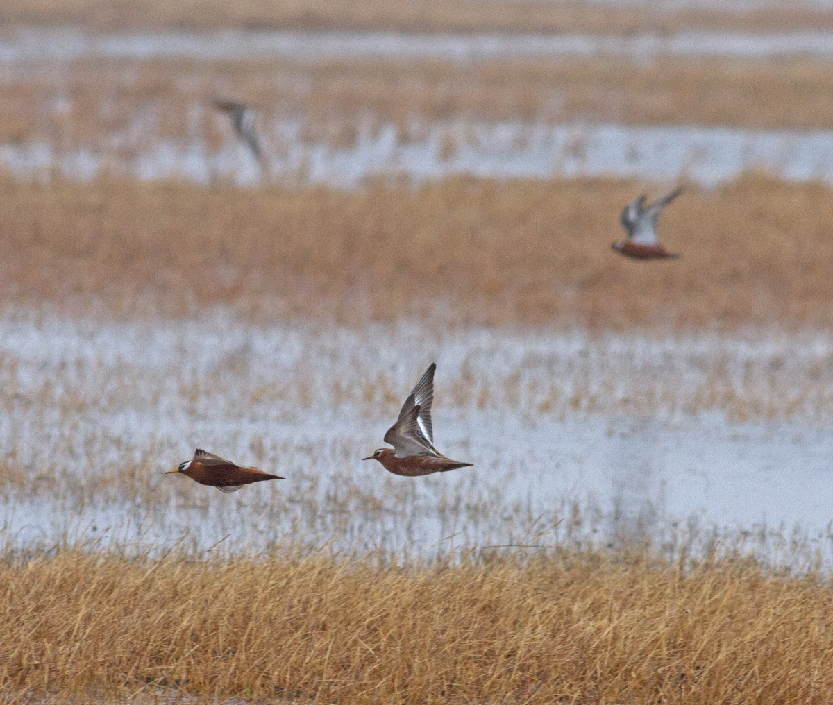 Pioneer Birding: AK - Barrow