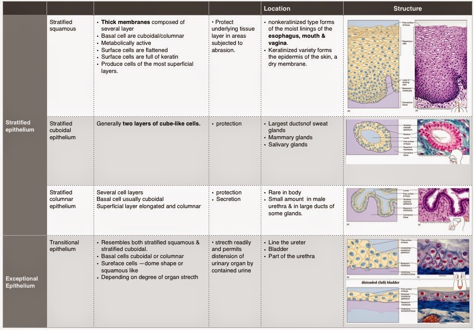 MY NOTES ON JIB 325 HISTOLOGY AND ANATOMY