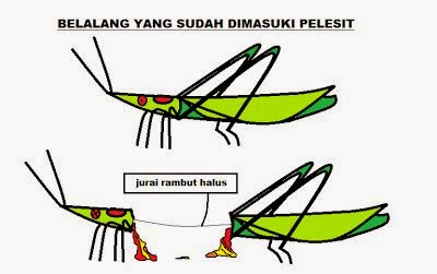 Belalang Jelma sebagai belalang pelesit (JIN) | oomedi@networks