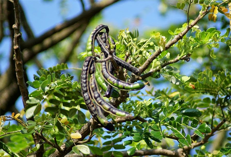 PlantWerkz: Rain Tree - Samanea Saman