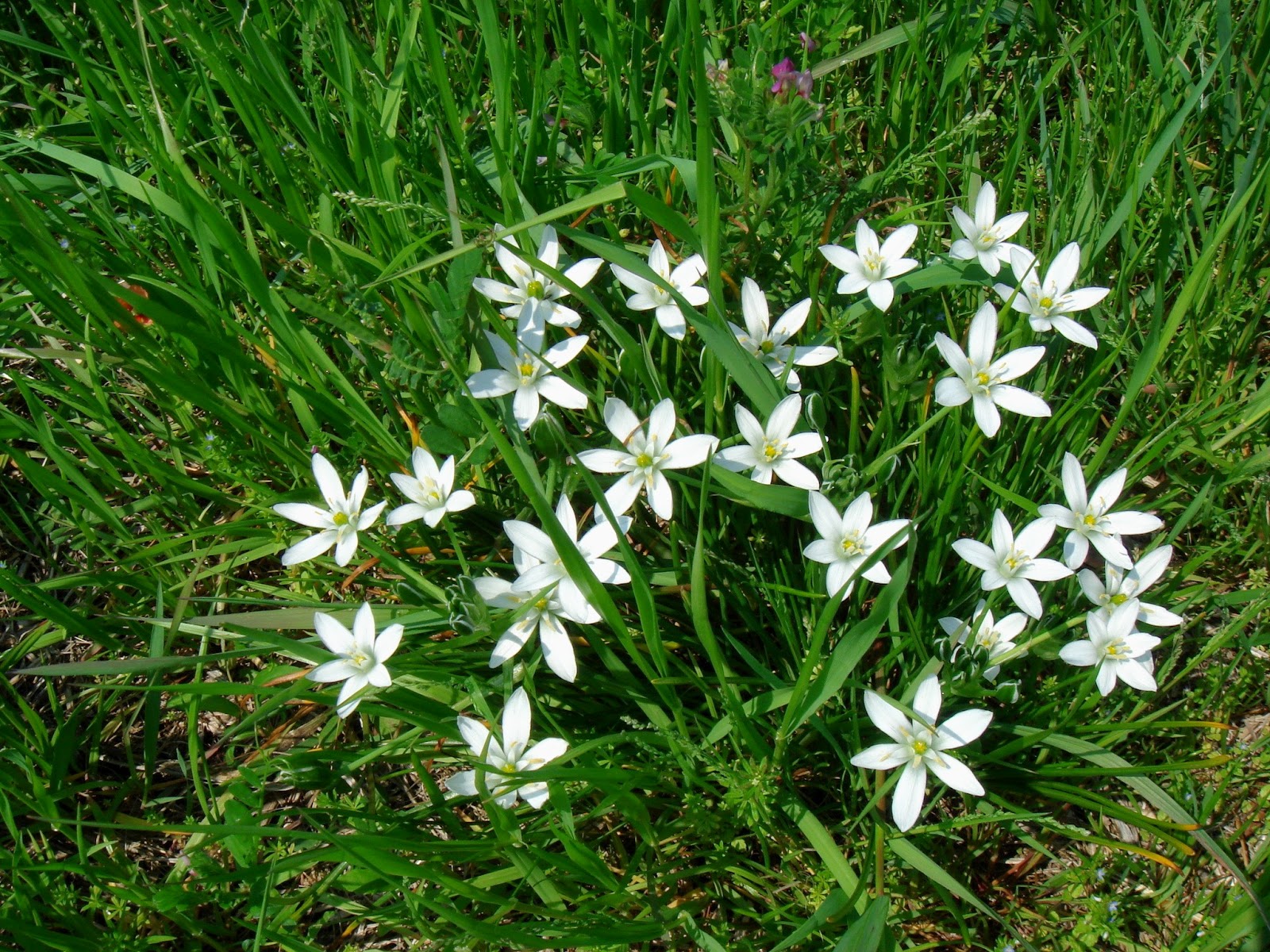 Ornithogalum – Variety of Life